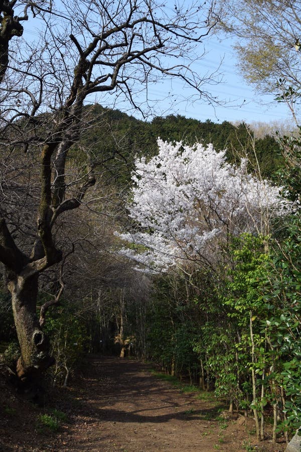 Spring countryside path stock image. Image of forest - 113329755