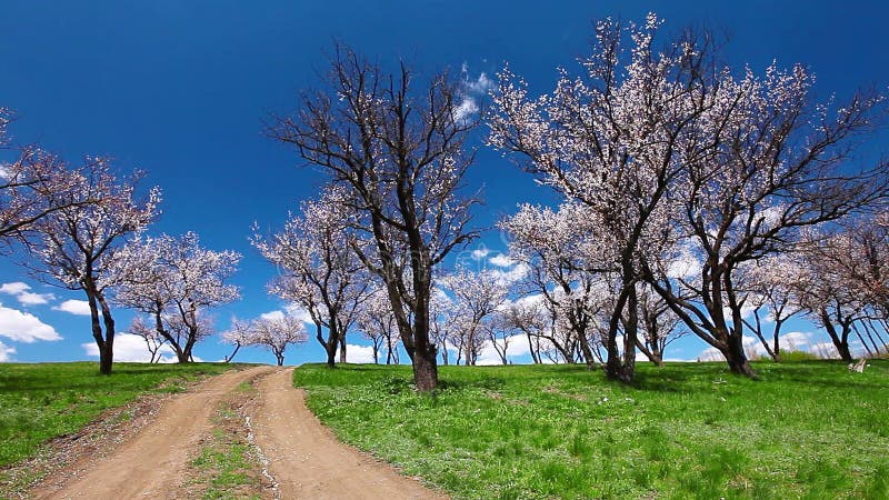 Spring landscape stock footage. Video of almond, green - 165604734