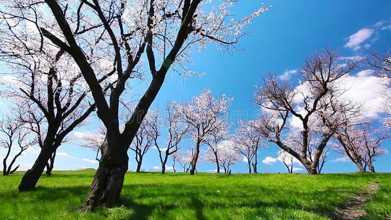 Spring landscape stock footage. Video of green, petal - 165605594