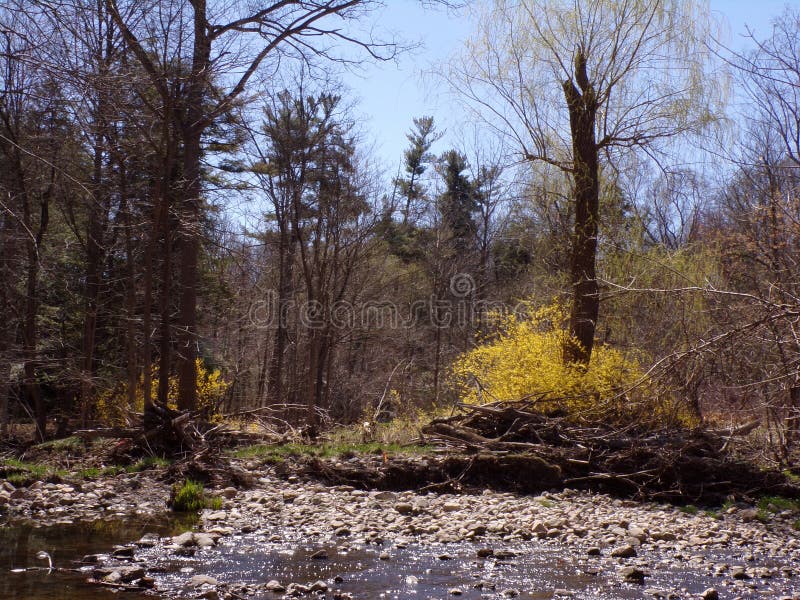 Spring landscape stock photo. Image of nature, tree - 379525688
