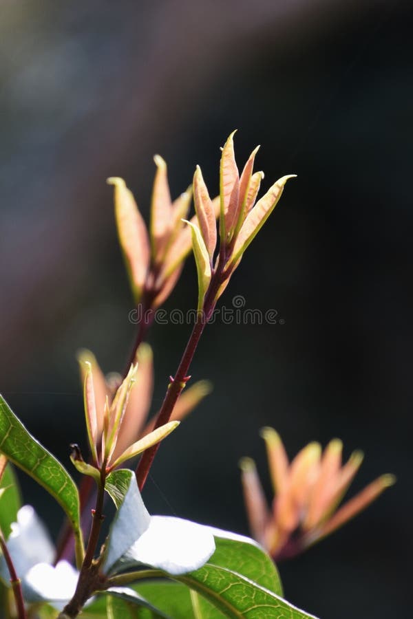 Sprout of fragrant olive stock photo. Image of evergreen - 113190614