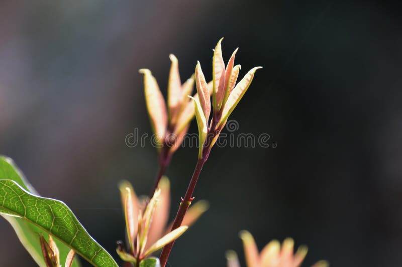 Sprout of fragrant olive stock photo. Image of natural - 113190620