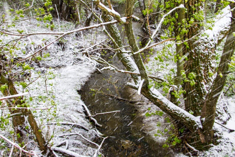 Spring Landscape during Sudden April Snow Storm Stock Photo - Image of ...