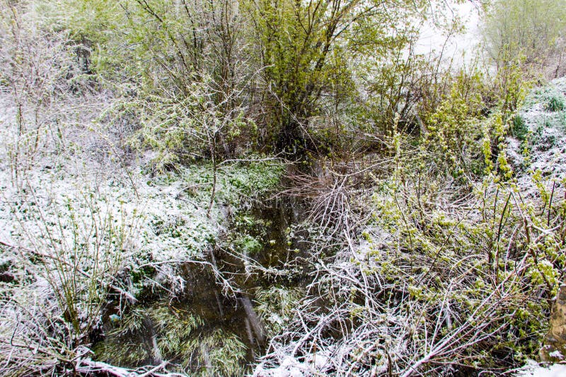Spring Landscape during Sudden April Snow Storm Stock Image - Image of ...