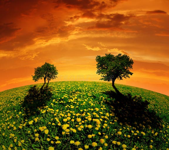 Spring Landscape in the Sunset Stock Photo - Image of lone ...