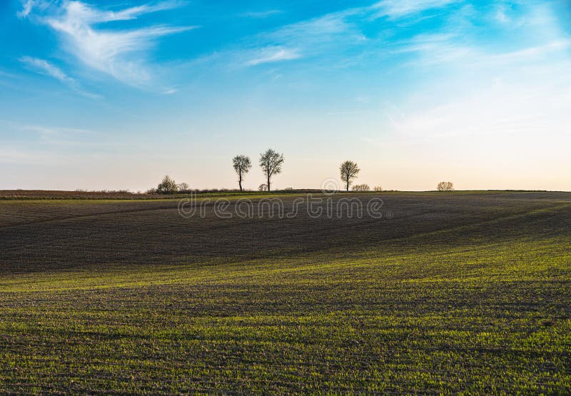 Spring Landscape at Sunset with Fields Where Wheat is Beginning To Grow ...