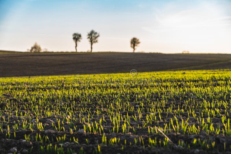 Spring Landscape at Sunset with Fields Where Wheat is Beginning To Grow ...