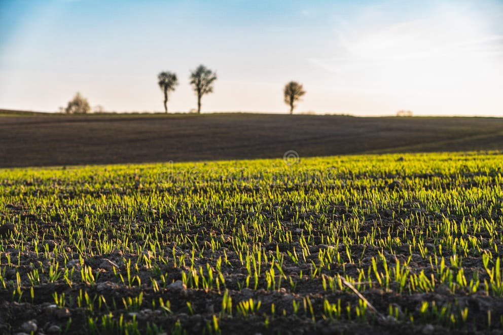Spring Landscape at Sunset with Fields Where Wheat is Beginning To Grow ...