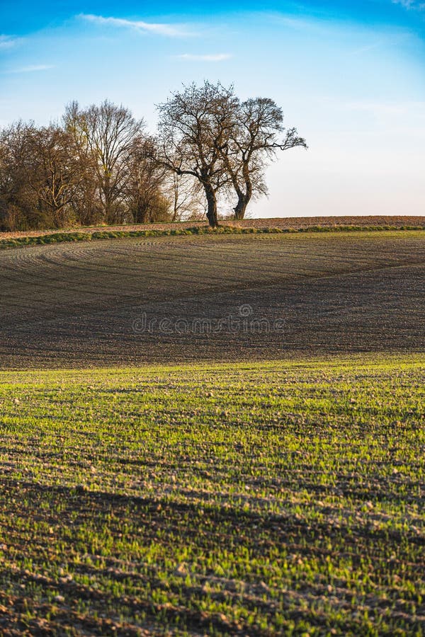 Spring Landscape at Sunset with Fields Where Wheat is Beginning To Grow ...