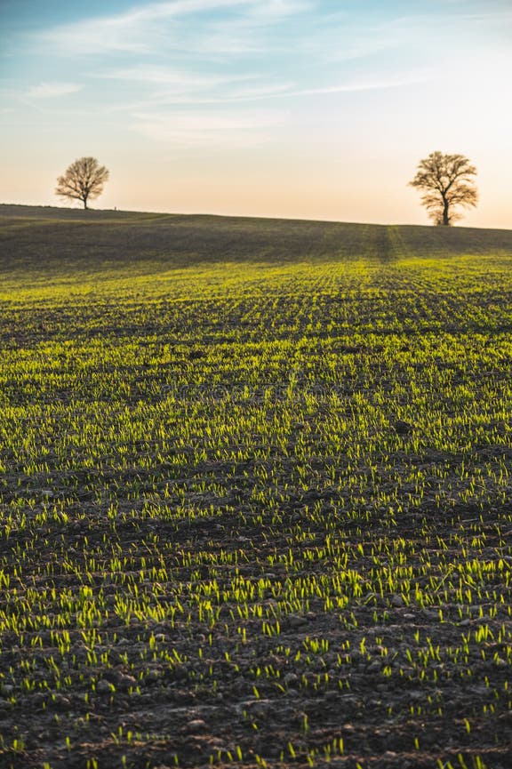 Spring Landscape at Sunset with Fields Where Wheat is Beginning To Grow ...