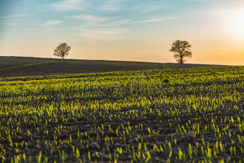 Spring Landscape at Sunset with Fields Where Wheat is Beginning To Grow ...
