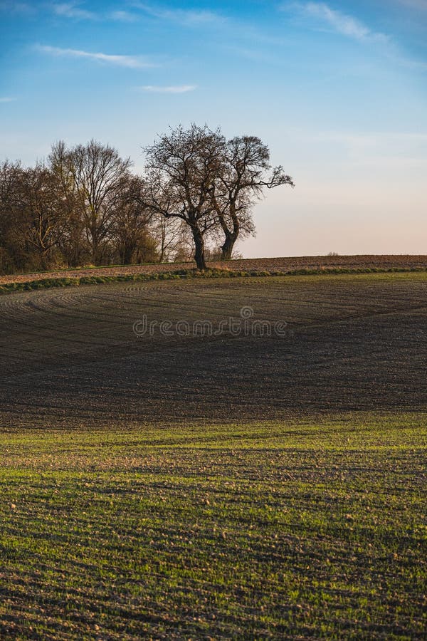 Spring Landscape at Sunset with Fields Where Wheat is Beginning To Grow ...