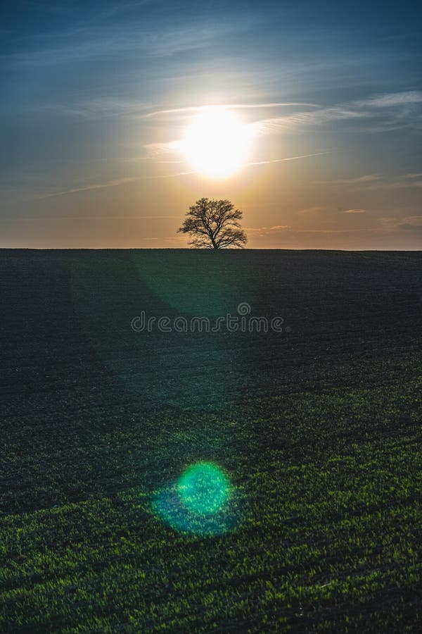 Spring Landscape at Sunset with Fields Where Wheat is Beginning To Grow ...