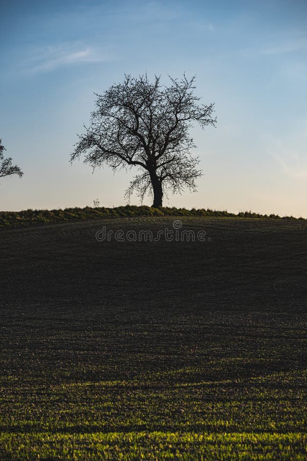 Spring Landscape at Sunset with Fields Where Wheat is Beginning To Grow ...