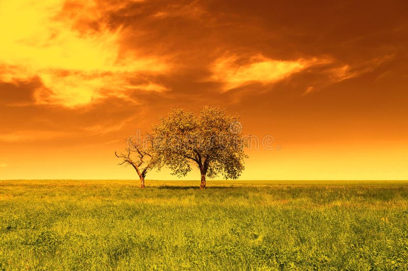 Spring Landscape at Sunset, Trees and Green Field Stock Photo - Image ...