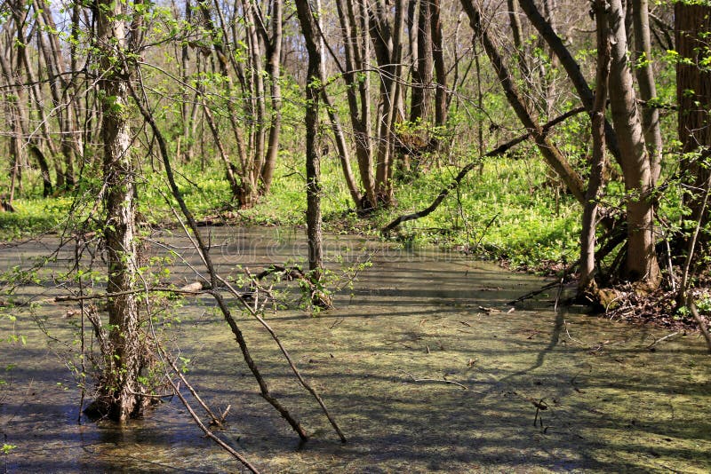 Swamp in forest stock image. Image of group, peaceful - 31152009