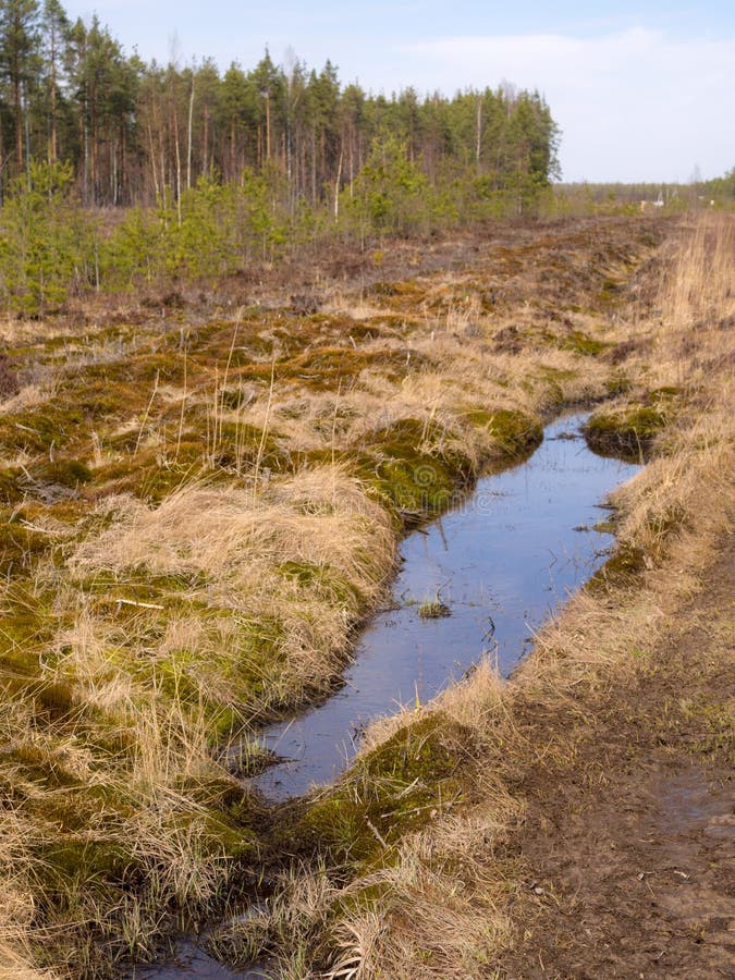 Spring Landscape with a Swamp Stock Image - Image of season, swamp ...