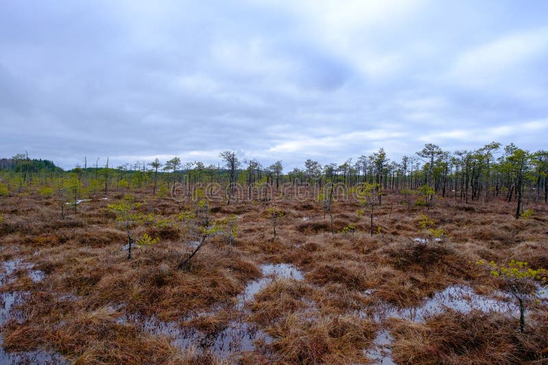 Spring Landscape in the Swamp. Various Bog Plants, Mosses and Pines ...