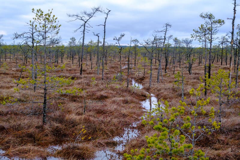 Spring Landscape in the Swamp. Various Bog Plants, Mosses and Pines ...