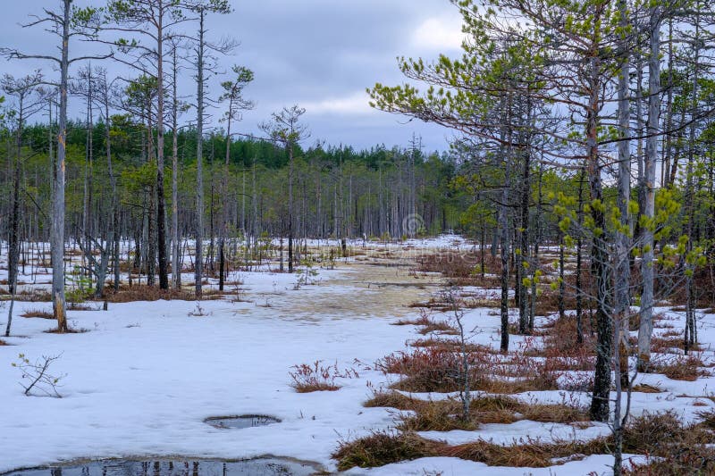 Spring Landscape in the Swamp. Various Bog Plants, Mosses and Pines ...