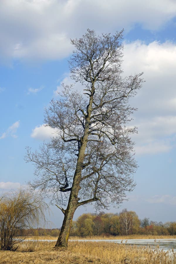 Spring Landscape. Tall Old Alder Tree by the Lake in the Old Park ...