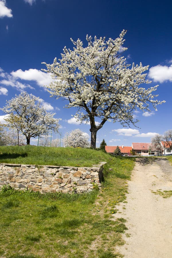 Spring Landscape with Traditional Old Rural Road Stock Photo - Image of ...