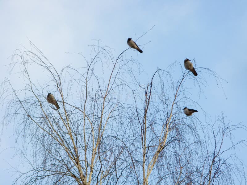 Spring Landscape with Tree and Birds. Stock Image - Image of tree ...
