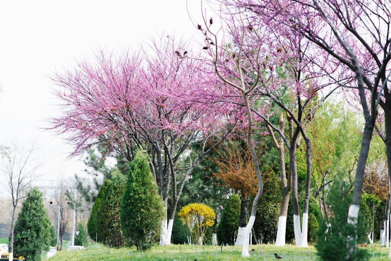 Spring Landscape with a Tree Canadian Purple on a Sunny Day Stock Photo ...