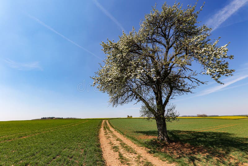 Spring Landscape with Tree, Road and Blue Sky Stock Photo - Image of ...