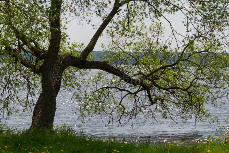 A Tree with Spreading Branches on the Shore of the Lake Stock Image ...