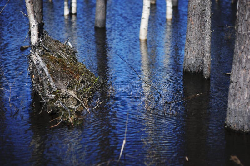Spring Landscape, Tree Trunks in Flood Waters Stock Photo - Image of ...