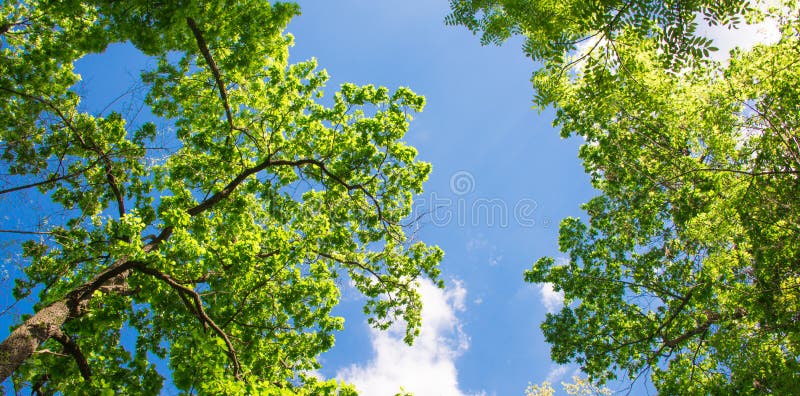 View through Tree Canopy with Bird Soaring Stock Photo - Image of ...