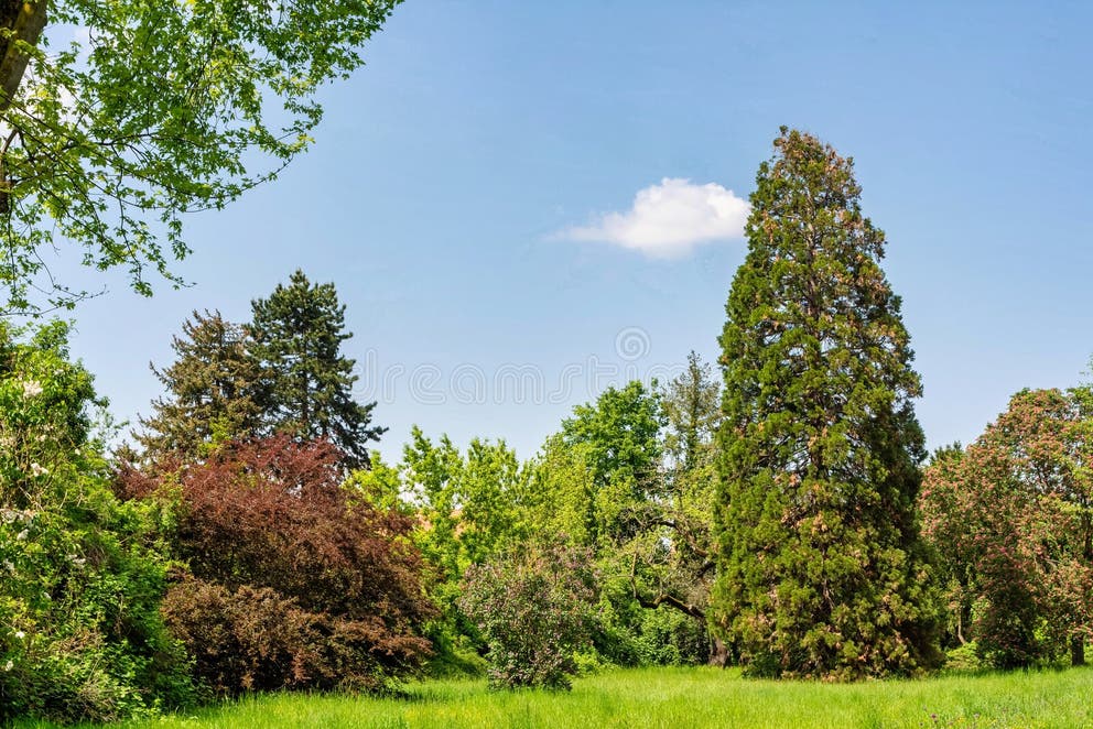 A Spring Landscape with Trees Stock Image - Image of land, landscape ...