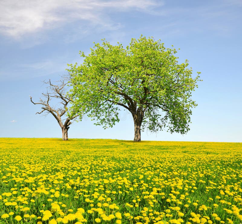Spring Landscape with Trees Stock Photo - Image of heaven, nature: 38805582
