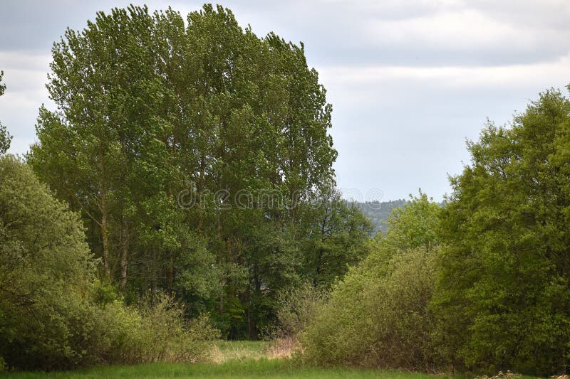 Spring Landscape with Trees, Meadows and Fields. Stock Image - Image of ...