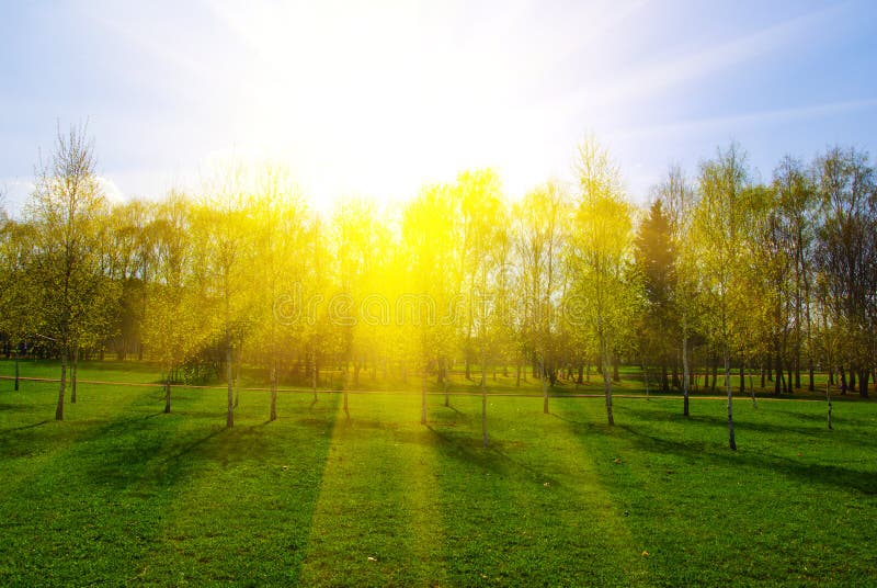 Gorgeous Panoramic Spring Scenery with Sunlit Trees Stock Image - Image ...
