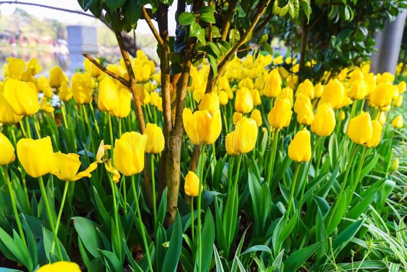 Spring Landscape with Tulips Stock Photo - Image of beauty, flower ...