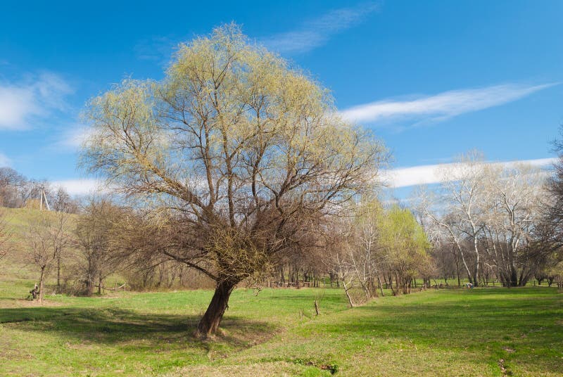 Early Spring Ukrainian Landscape Stock Photo - Image of ground ...