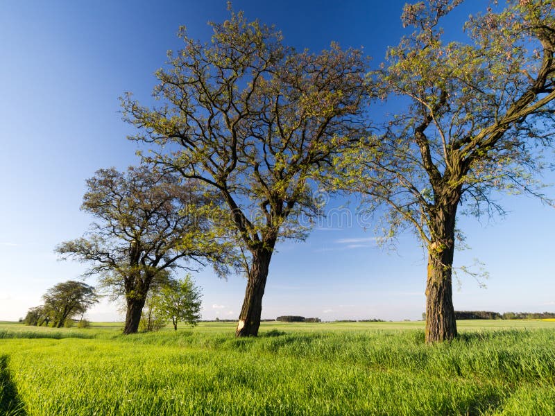 Spring landscape stock photo. Image of grass, earth, trail - 40339288
