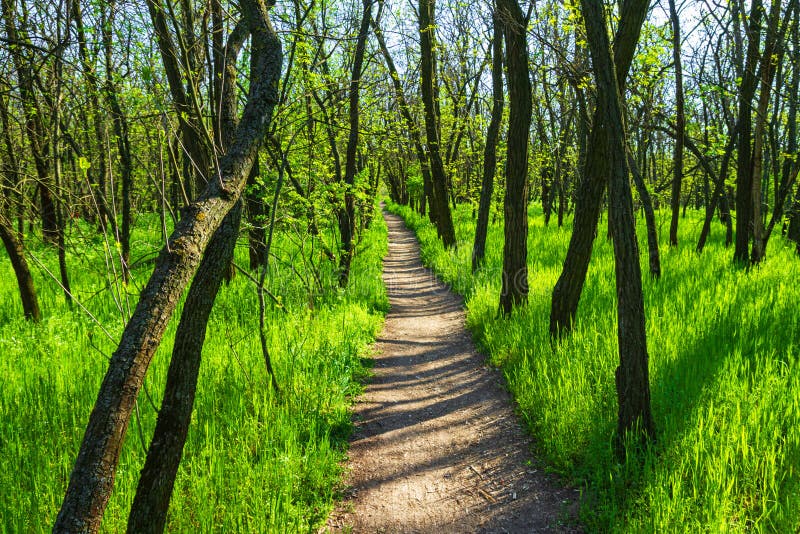Spring Landscape - View of a Narrow Forest Path through Tall Fresh ...