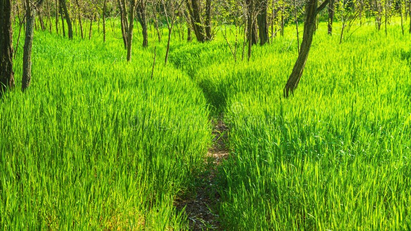 Spring Landscape - View of a Narrow Forest Path through Tall Fresh ...