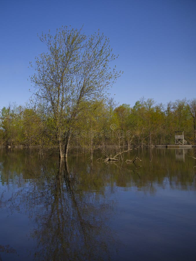 Spring Landscape with Water Stock Photo - Image of trees, river: 76255764