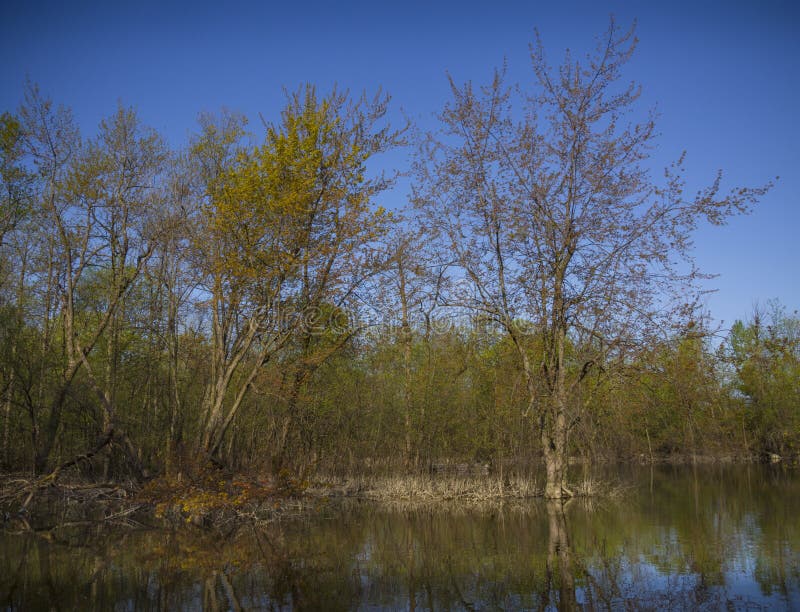 Spring Landscape with Water Stock Image - Image of grass, nature: 76255813