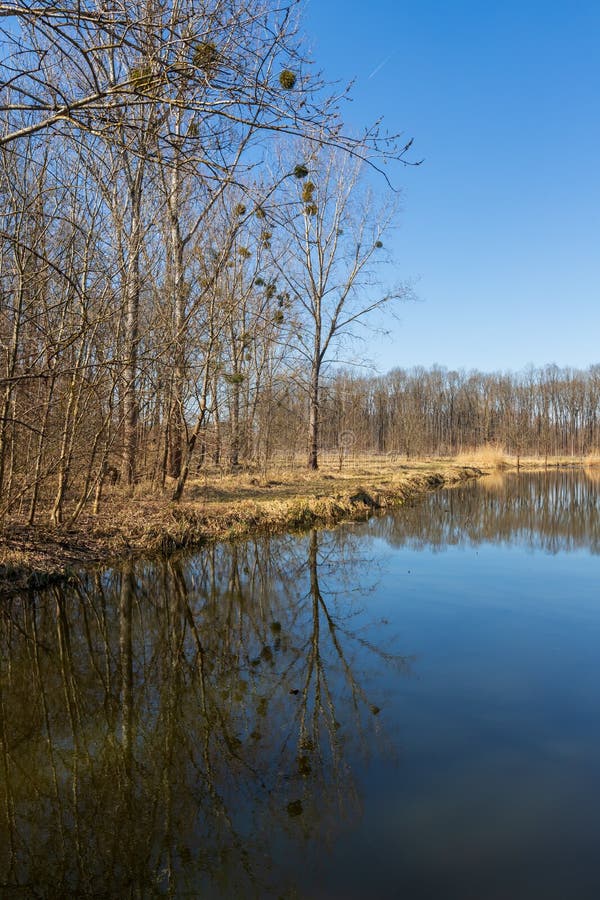 Spring Landscape with Water. Willows Grow Around the Water Stock Image ...