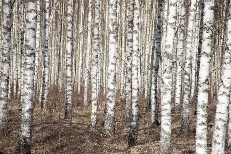 Spring Landscape with White Birch Trunks, Trees without Leaves in ...