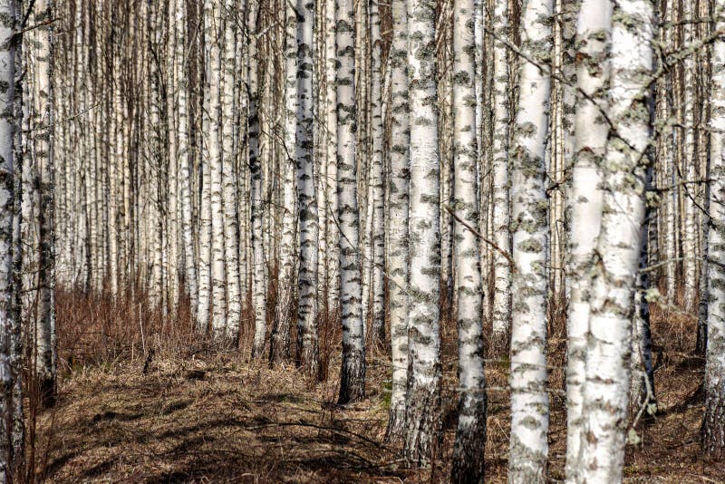 Spring Landscape with White Birch Trunks, Trees without Leaves in ...