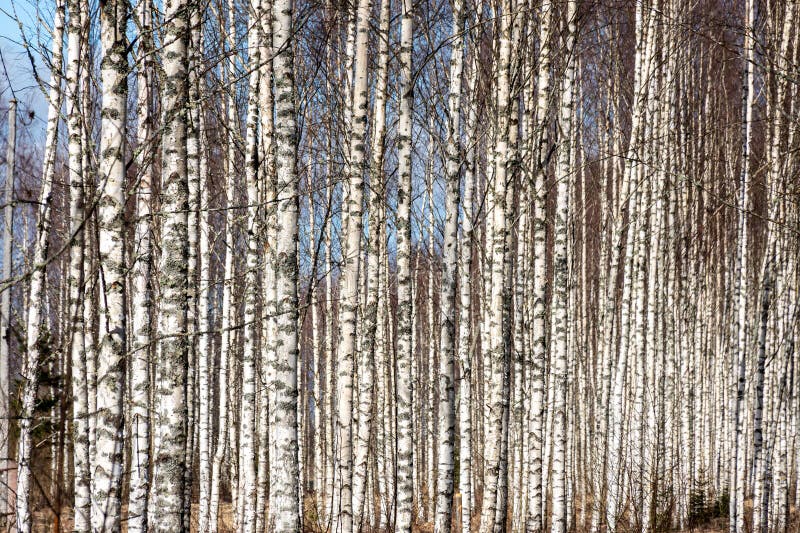 Spring Landscape with White Birch Trunks, Trees without Leaves in ...