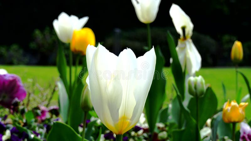 Spring Landscape with White Tulip Stock Video - Video of landscape ...