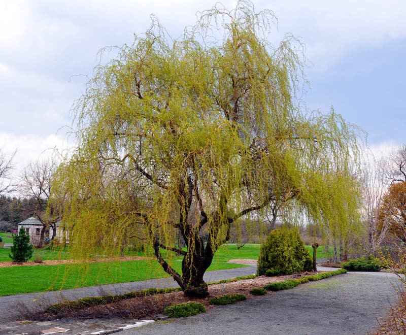 Spring landscape willow stock image. Image of harmony - 165772661