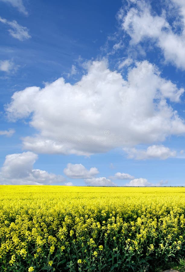 Idyllic Landscape, Yellow Colza Fields Under the Blue Sky and White ...